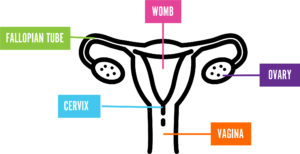 Get to know your vulva - Brook