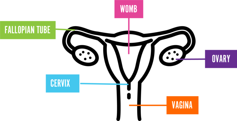 Get To Know Your Vulva Brook