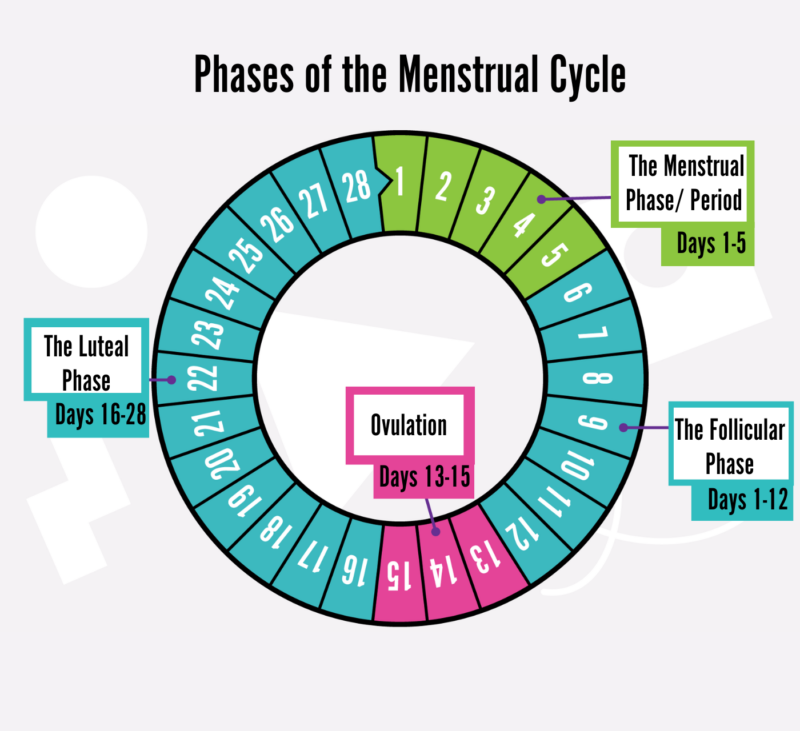 Menstrual Cycle - Phases and Features