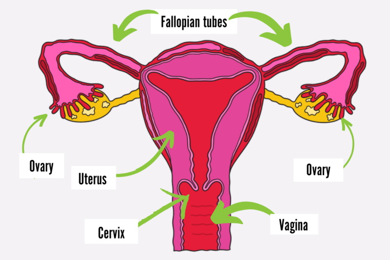 Menstrual Cycle and Pregnancy – Brook